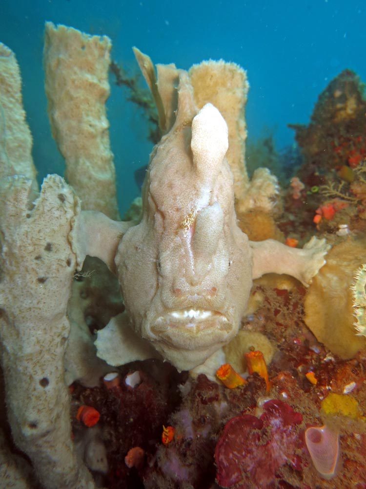 Dive Lembeh Strait and Bunaken in North Sulawesi - STINGY NOMADS