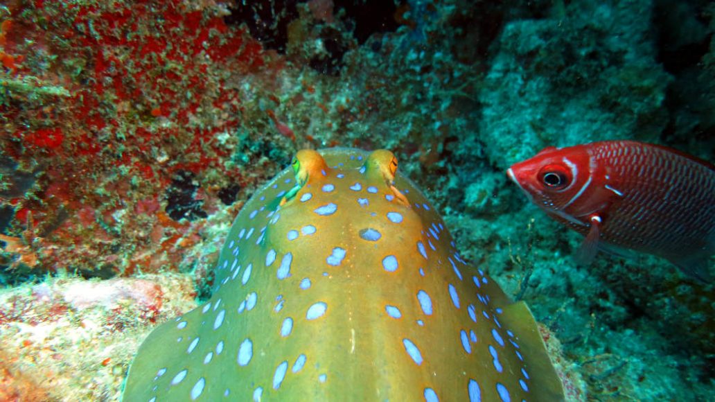 Complete Guide to Diving Pulau Weh, Sumatra Indonesia - STINGY NOMADS