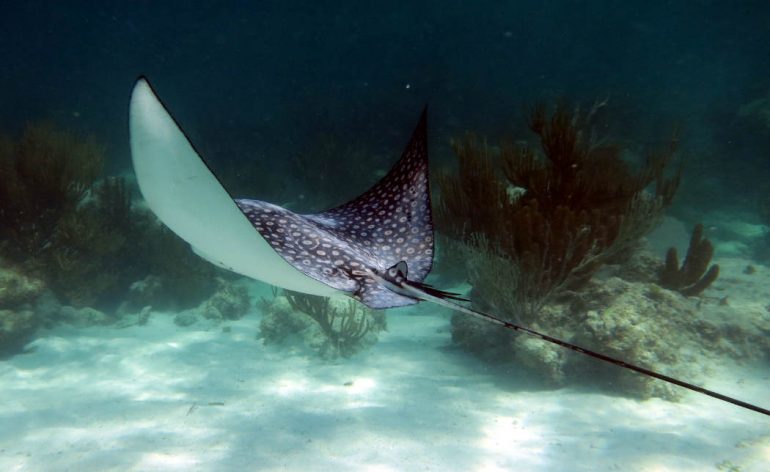 Xcalak Mexico Dive and Travel Guide - STINGY NOMADS