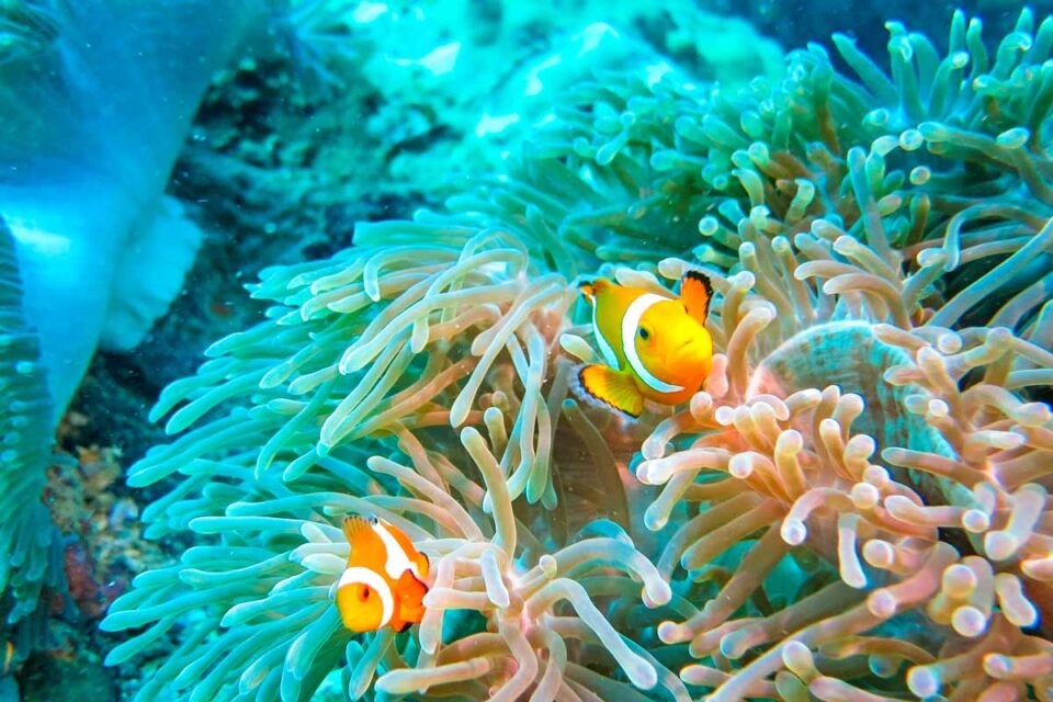 Best things to do on Perhentian Islands in 2023 - STINGY NOMADS