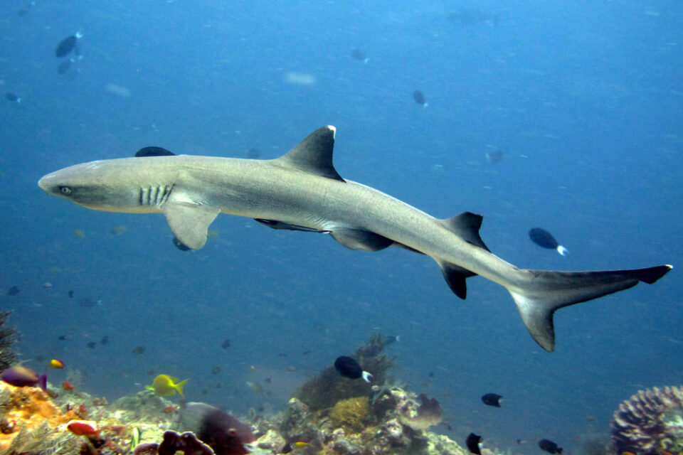 Ultimate Guide to Diving Sipadan Island, Borneo Malaysia