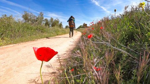 Camino Primitivo - a guide & walking stages 2023