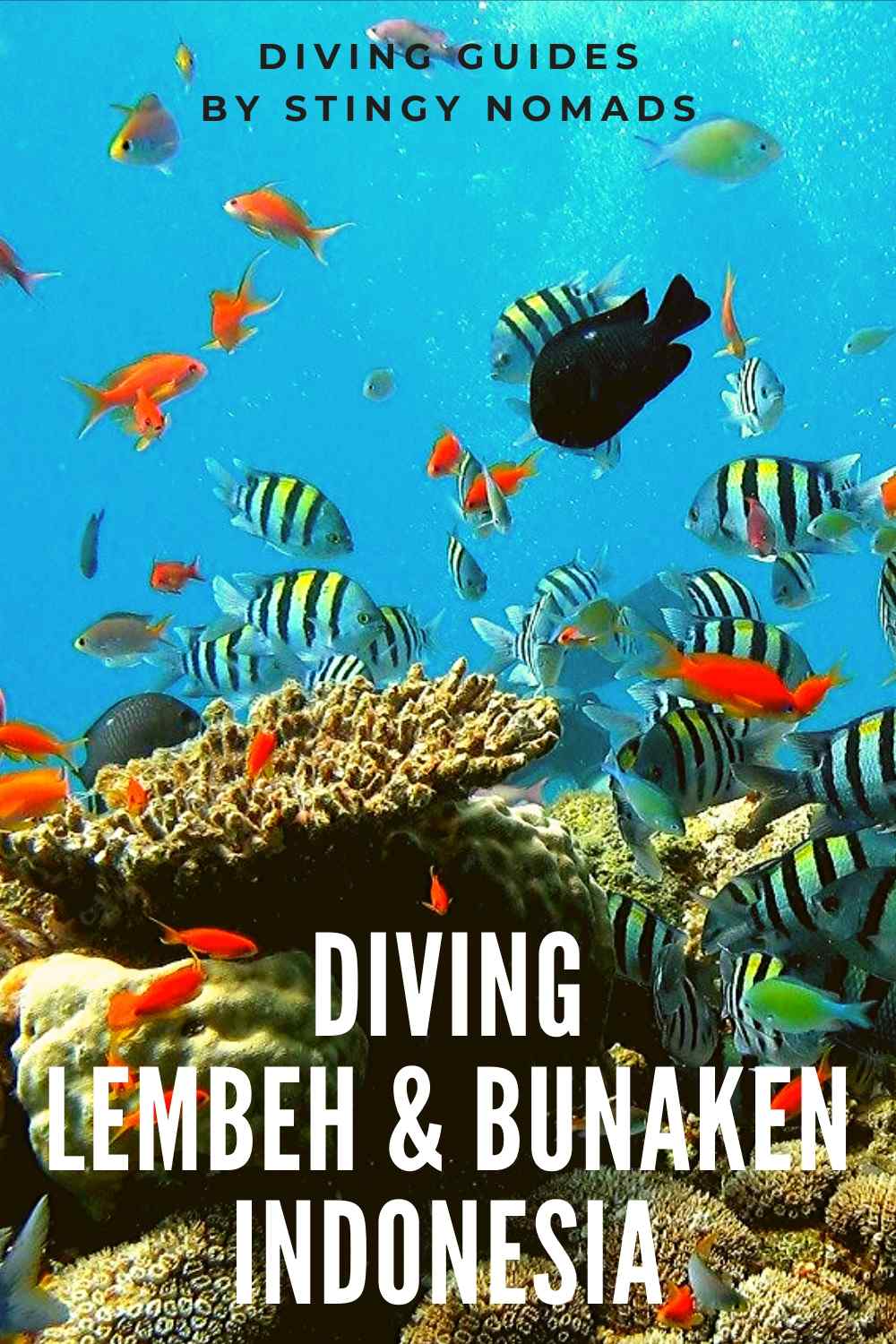 Dive Lembeh Strait and Bunaken in North Sulawesi - STINGY NOMADS