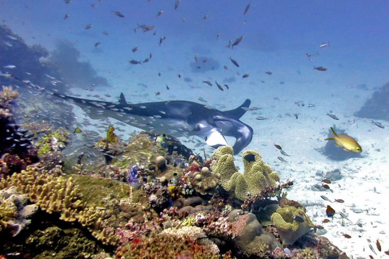 The Best Scuba Diving in Indonesia – Top Sites 2023 - STINGY NOMADS