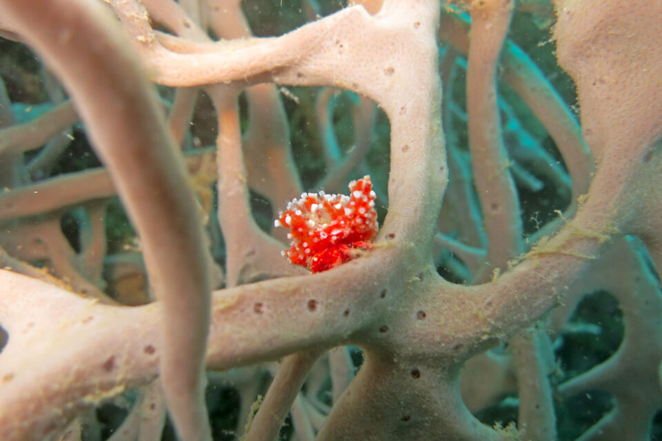 The Togian Islands Complete Travel and Dive Guide - STINGY NOMADS