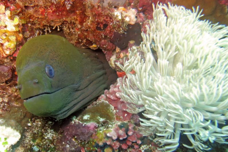 Bira Diving in South Sulawesi, Indonesia - STINGY NOMADS