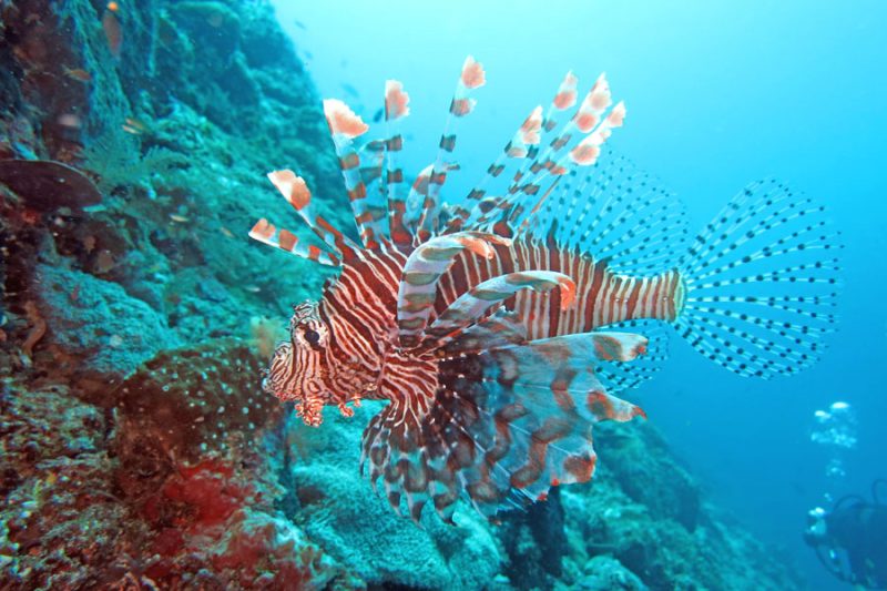 Bira Diving in South Sulawesi, Indonesia - STINGY NOMADS