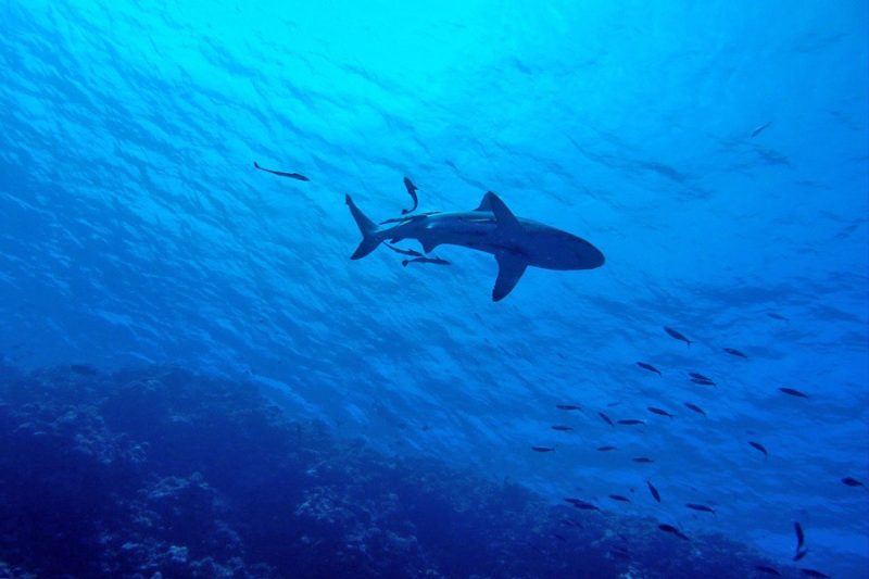 Bira Diving in South Sulawesi, Indonesia - STINGY NOMADS
