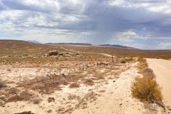Namaqualand flowers - best places to see blossom - STINGY NOMADS