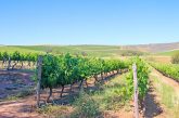 Best Wine Farms in the Durbanville Wine Valley 2023 - STINGY NOMADS