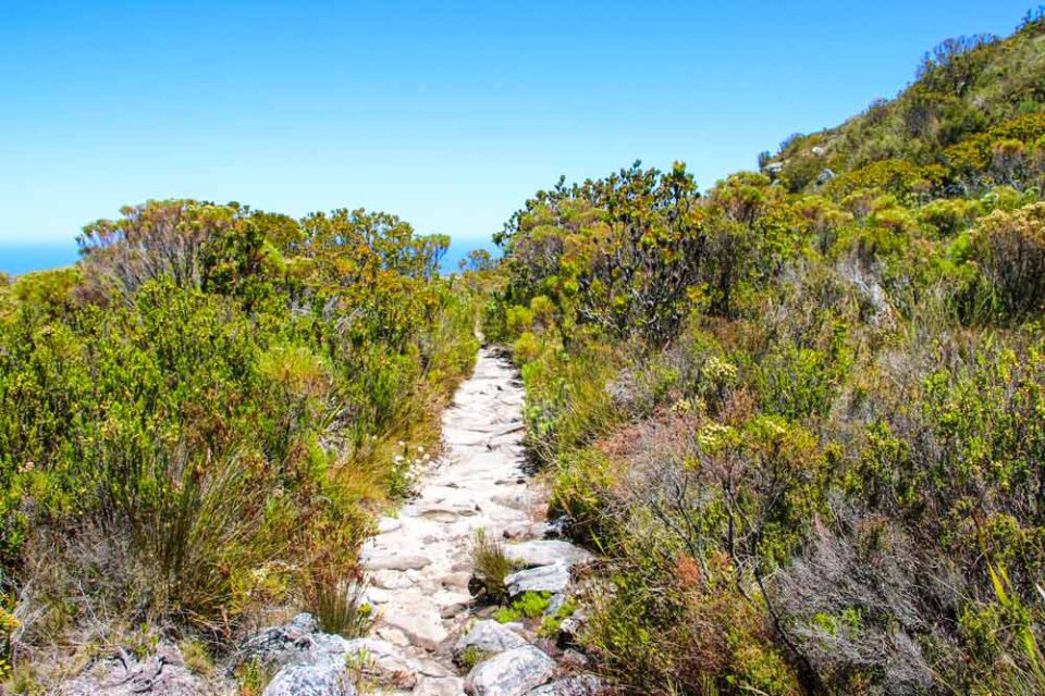 Diagonal Route on Table Mountain - a 2023 guide - STINGY NOMADS