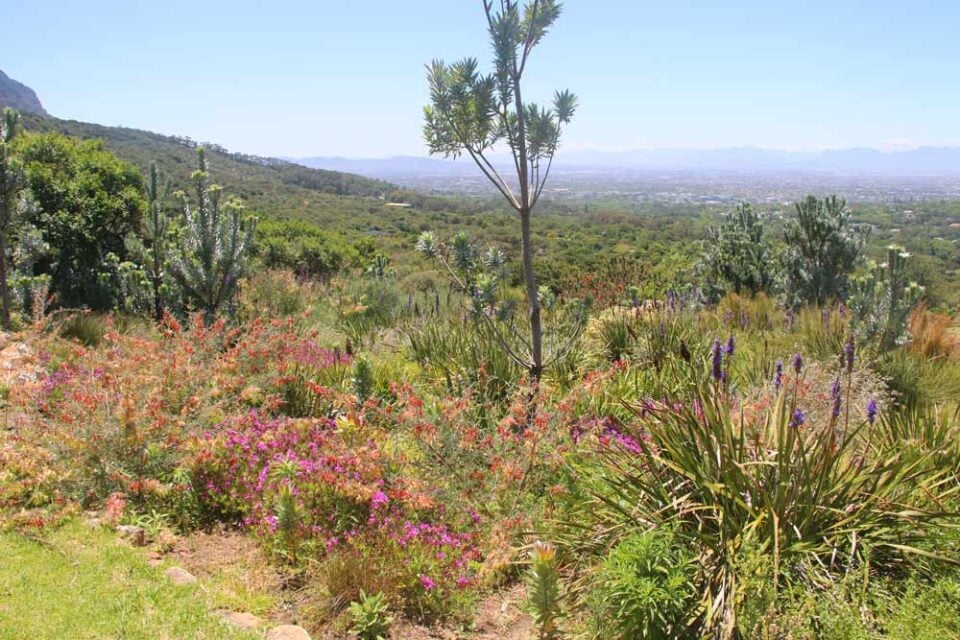 Skeleton Gorge hike, Table Mountain - a 2023 guide - STINGY NOMADS
