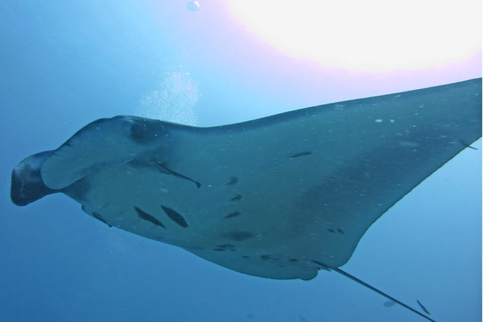 Snorkeling at Manta Point and Manta Bay, Nusa Penida, Bali - STINGY NOMADS