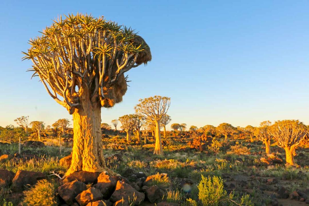 Namibia road trip - the ultimate 2025 itinerary, +Map